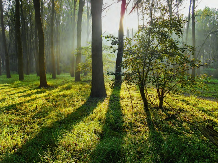 PLEKJES :: new Sint-Anneke